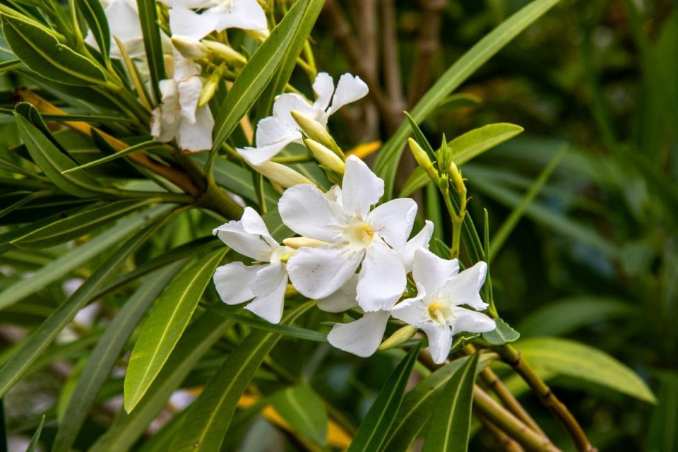 National Flower Of Greece: Wild Lands Of Laurel Flowers - Plantisima
