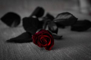 Red Roses and Their Deep Meaning in Love and Relationships - Plantisima
