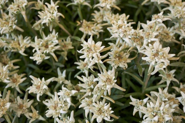 The Deep Symbolism of Edelweiss a Beloved Wild White Flower - Plantisima