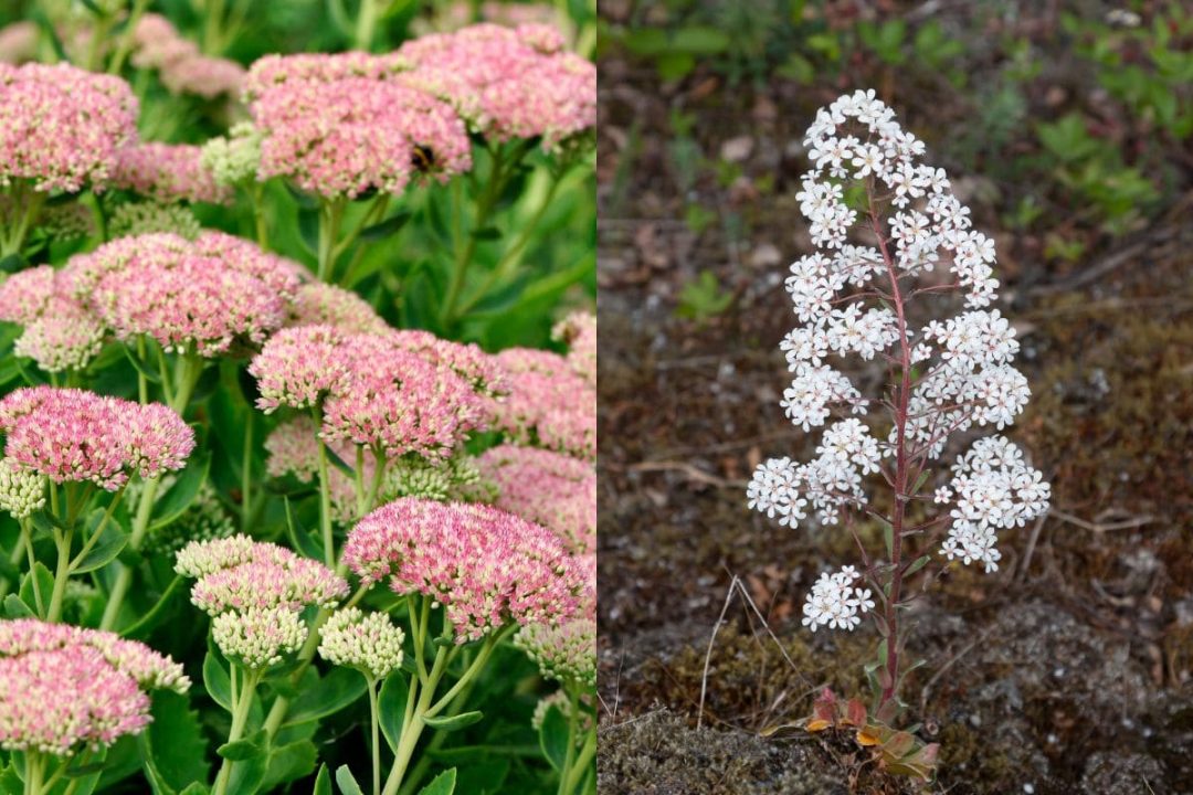 Specialty Behind The National Flower of Norway