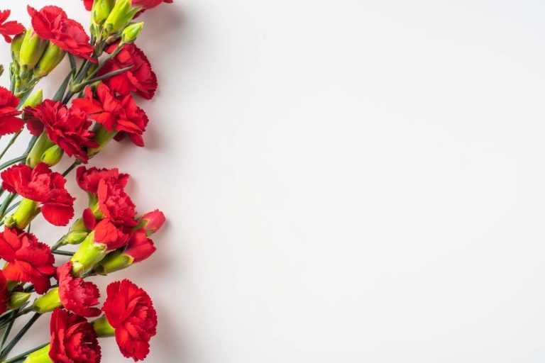 National Flower Of Spain: Hardy Red Carnation - Plantisima