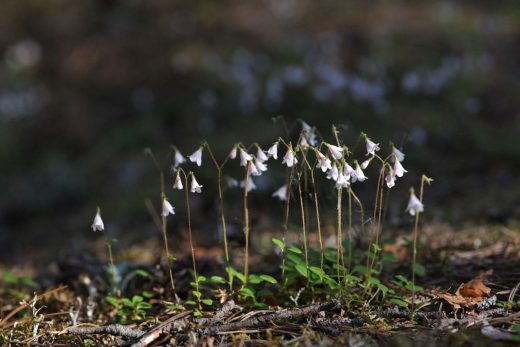 National Flower Of Sweden: Pink Twinflower Linnea