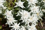 The Deep Symbolism of Edelweiss a Beloved Wild White Flower - Plantisima