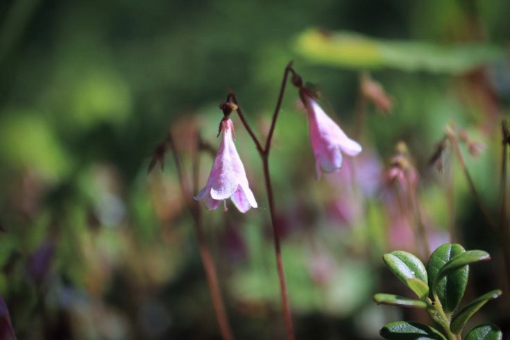 National Flower Of Sweden: Pink Twinflower Linnea