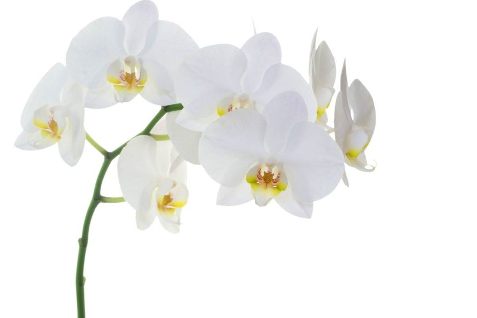 National Flower Of Guatemala: White Nun Orchid - Plantisima