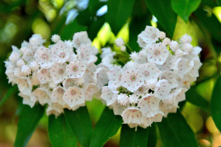 National Flower Of Greece: Wild Lands Of Laurel Flowers - Plantisima