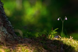 National Flower Of Sweden: Pink Twinflower Linnea