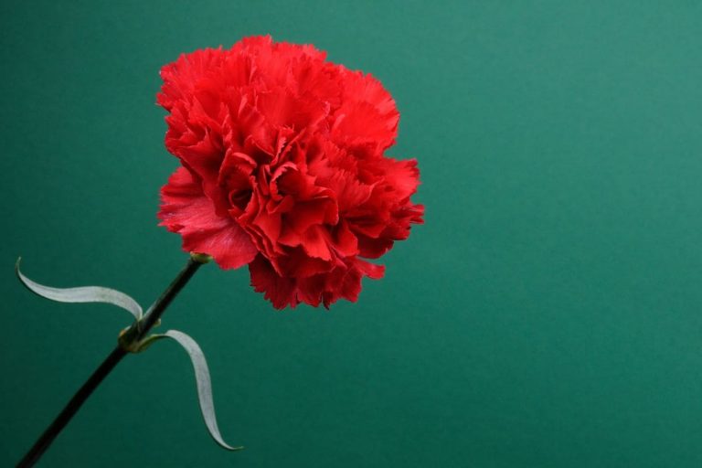 National Flower Of Spain: Hardy Red Carnation - Plantisima
