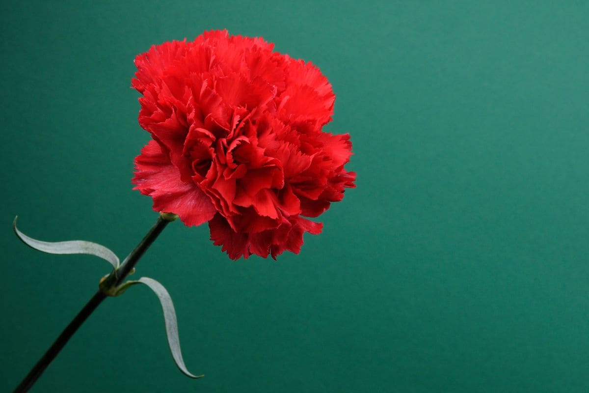 National Flower Of Spain: Hardy Red Carnation - Plantisima