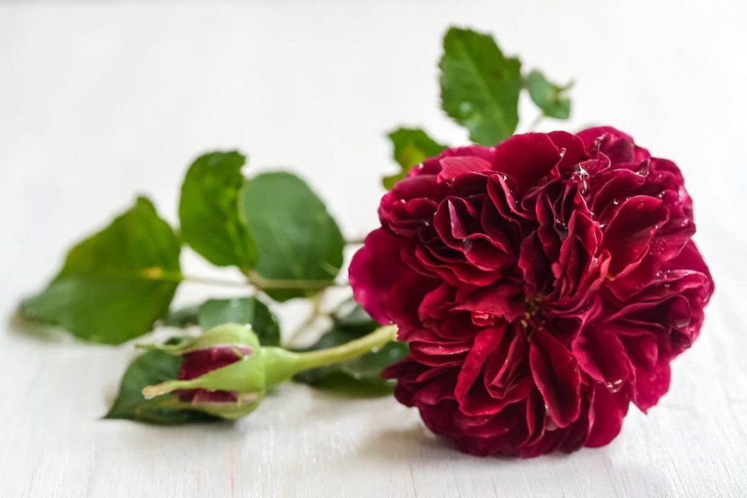 National Flower Of England: Red White Tudor Rose - Plantisima