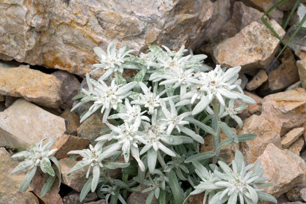 Meaning Of The Edelweiss Flower at Ella Kendall blog