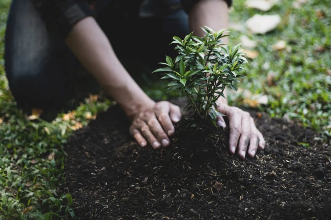 Planting Trees and New Beginnings: 47 Quotes to Inspire You - Plantisima