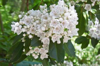 15 Flowers From Greek Mythology and Their Ancient Stories