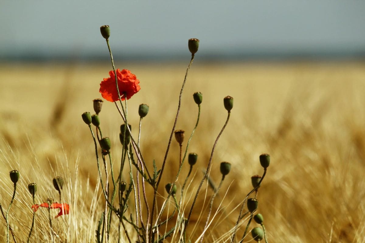 National Flower Of Poland: Red Poppies Petals