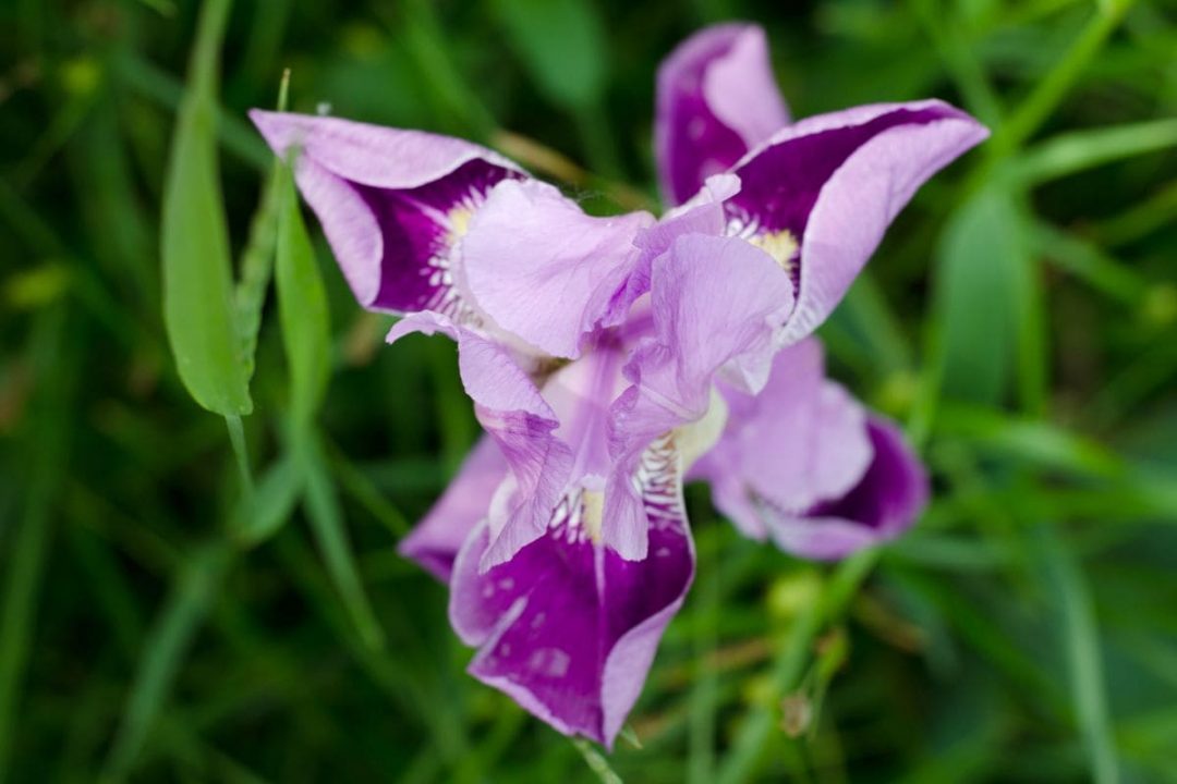 Unveiling the Mystery Behind France’s National Flower, the Fleur De Lis