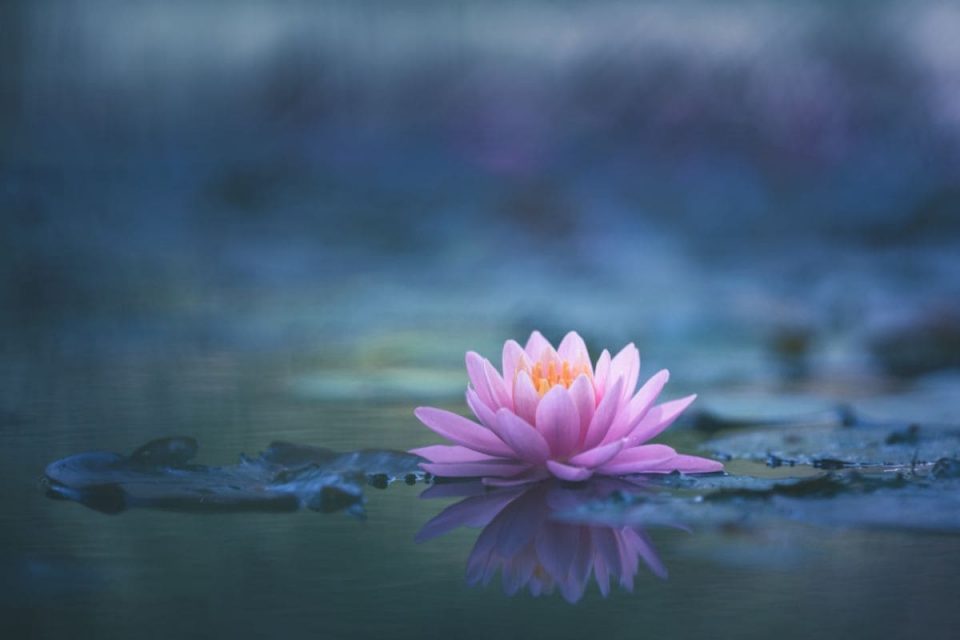 Let These Lotus Flower Quotes Lift Your Spirit