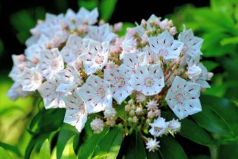 National Flower Of Greece: Wild Lands Of Laurel Flowers - Plantisima