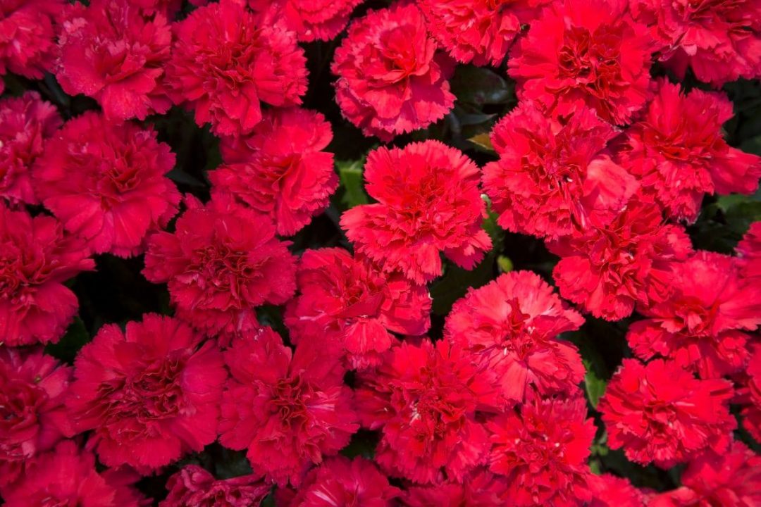National Flower Of Spain: Hardy Red Carnation - Plantisima