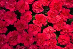 National Flower Of Spain: Hardy Red Carnation - Plantisima