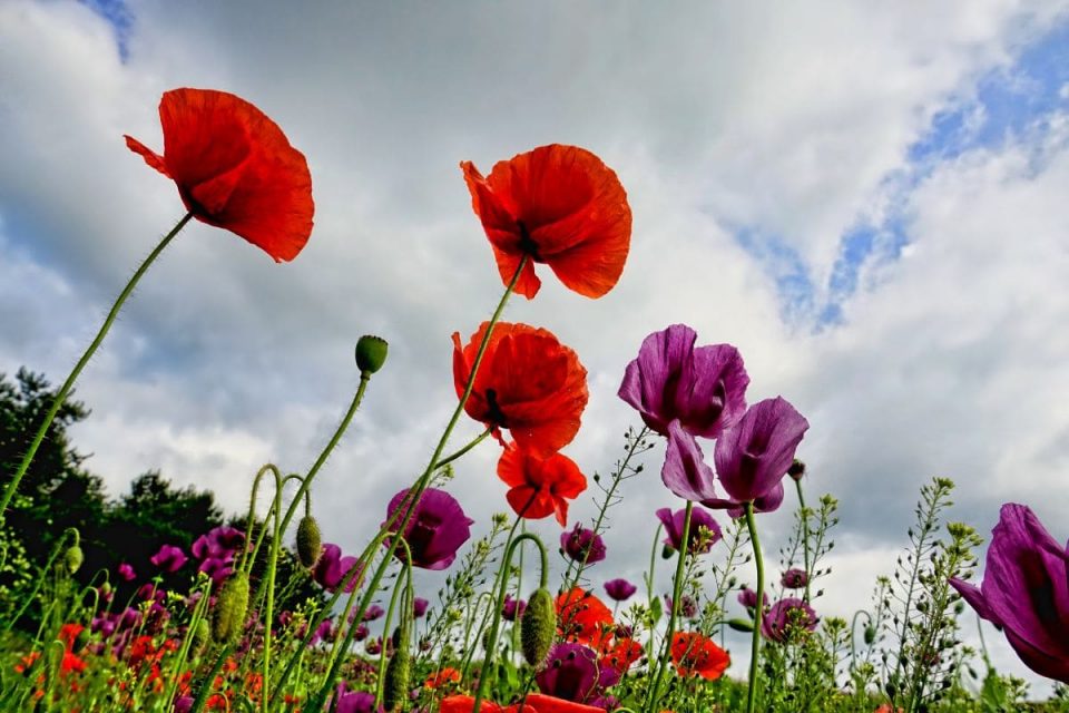 National Flower Of Poland: Red Poppies Petals