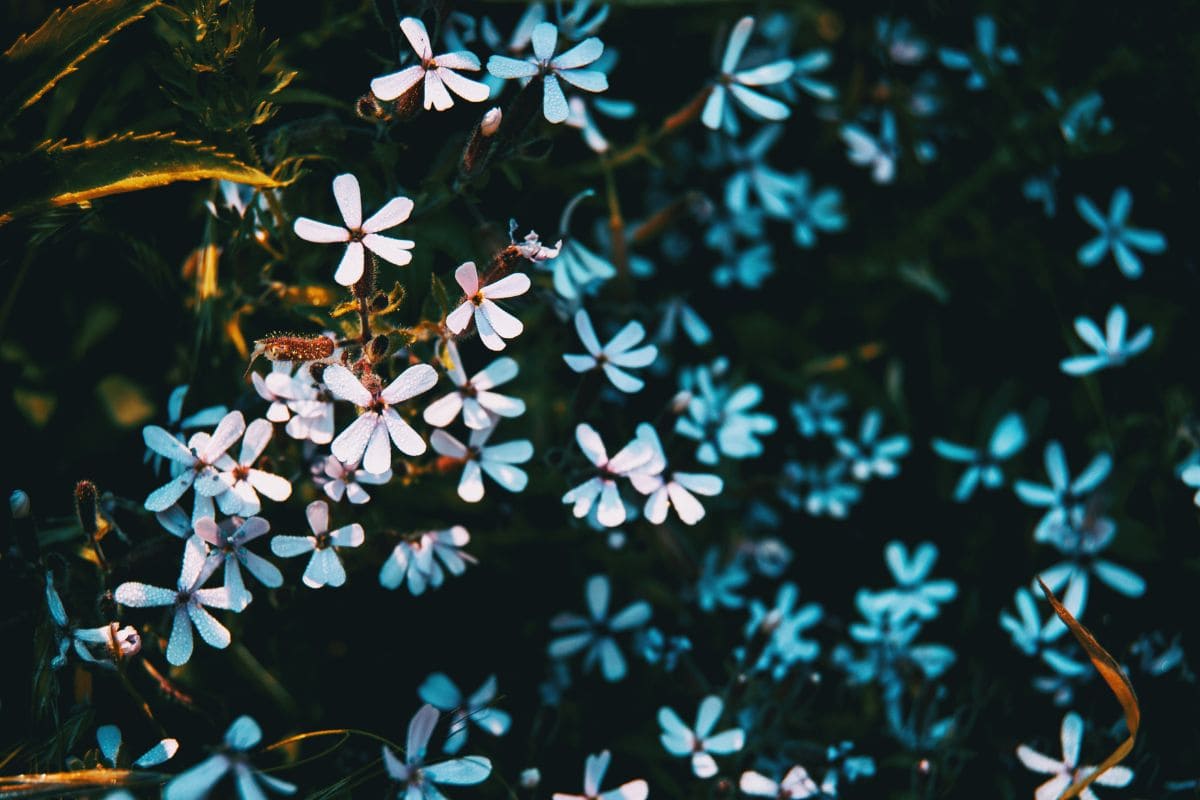 Specialty Behind The National Flower of Norway