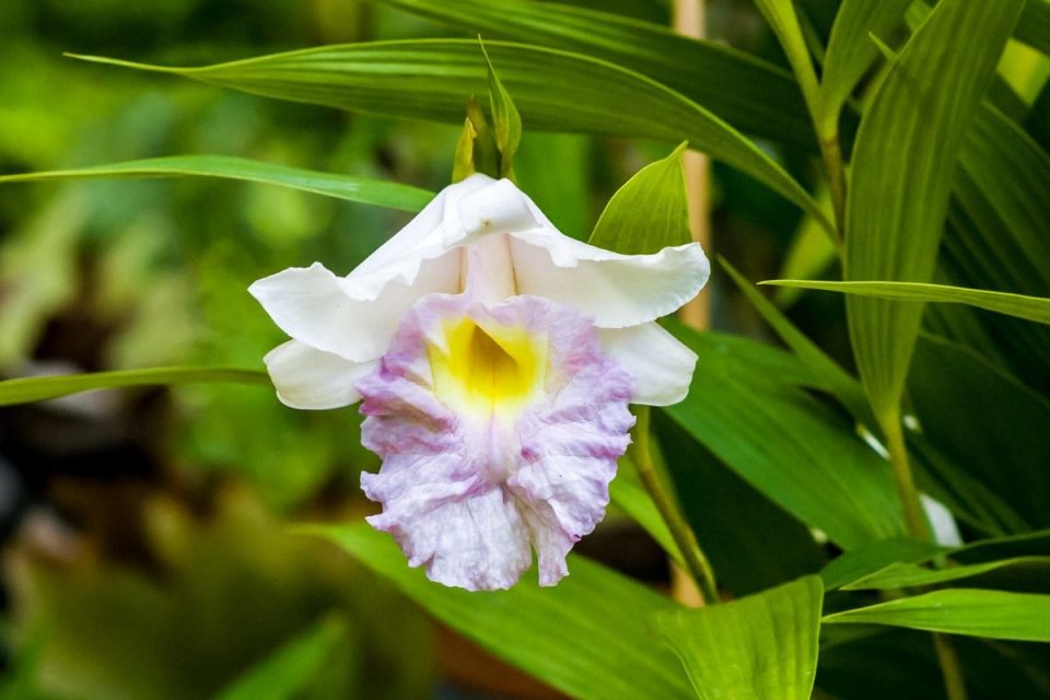 Why the Trumpet Cattleya Orchid Was Chosen as Brazil’s National Flower ...