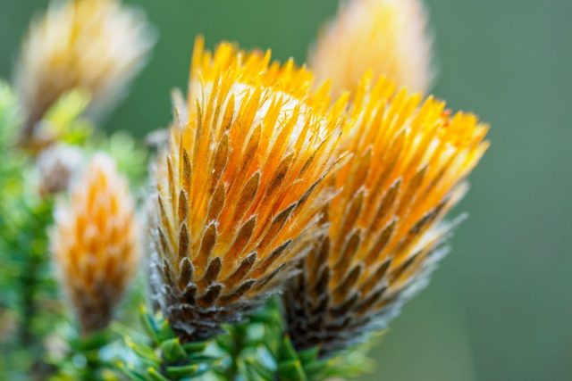 National Flower Of Ecuador: Native Ecuadorian Chuquiraga