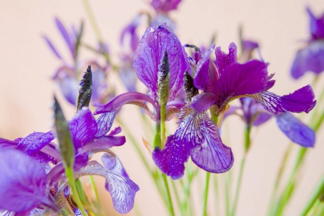 Unveiling the Mystery Behind France’s National Flower, the Fleur De Lis