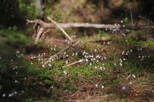 National Flower Of Sweden: Pink Twinflower Linnea