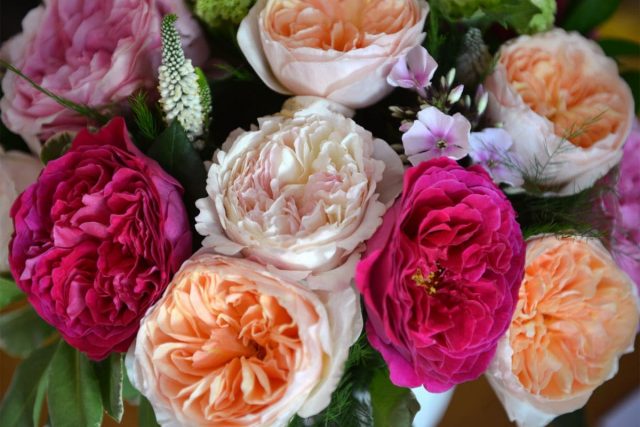 National Flower Of England: Red White Tudor Rose - Plantisima