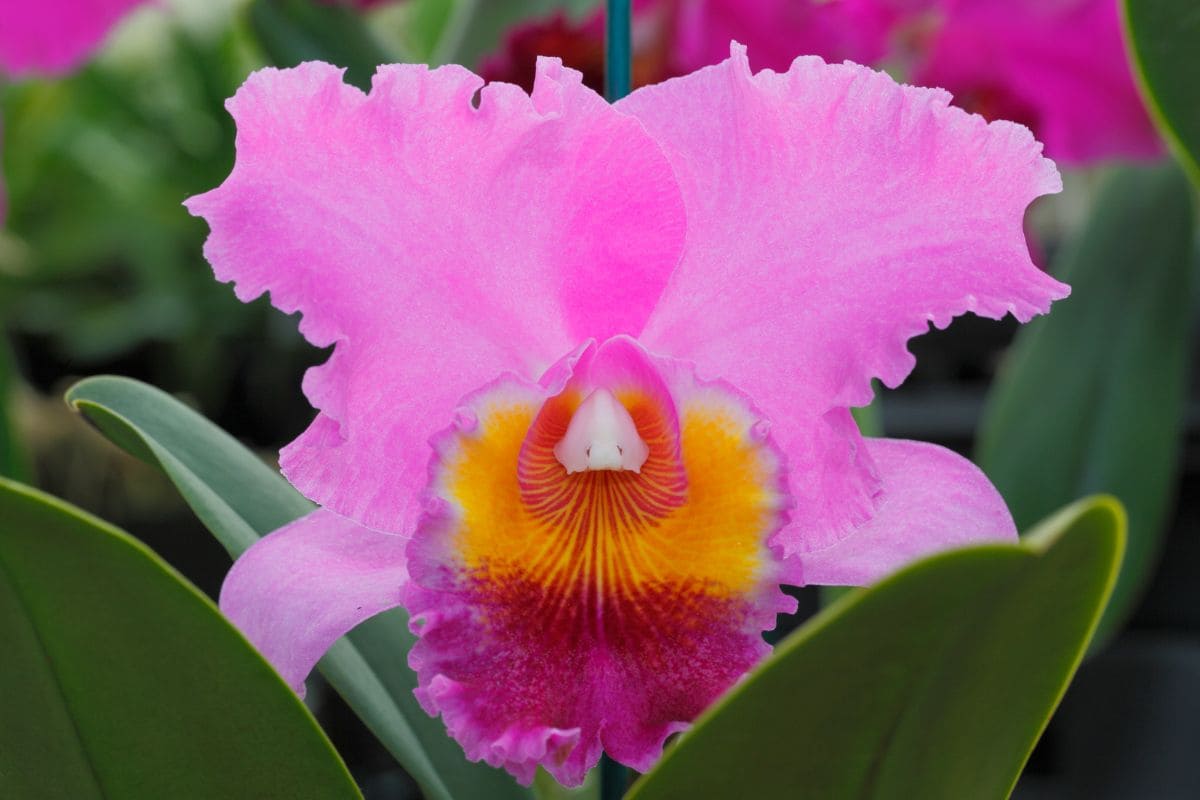 Why the Trumpet Cattleya Orchid Was Chosen as Brazil’s National Flower ...