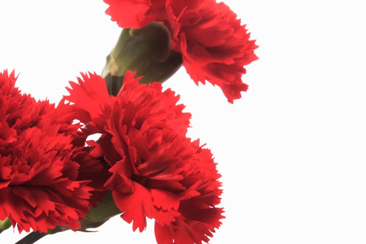 National Flower Of Spain: Hardy Red Carnation - Plantisima