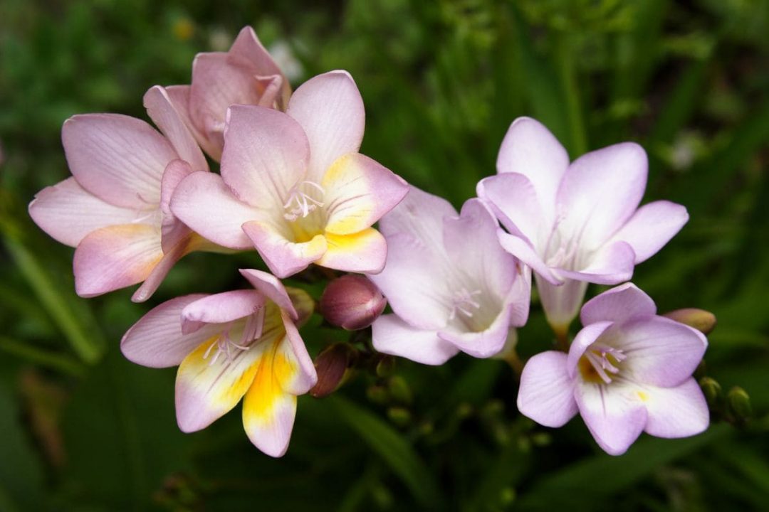 Bulb Flower Types: 9 Herbaceous Flowering Plants - Plantisima