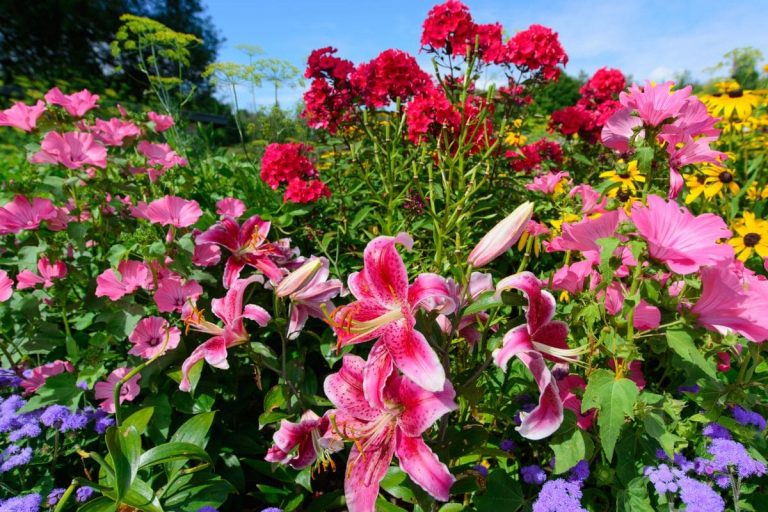 13 Beautiful Perennials That Bloom All Summer