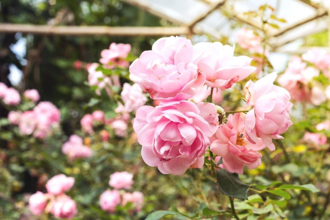 5 Flowers Every Libra Will Love - Plantisima