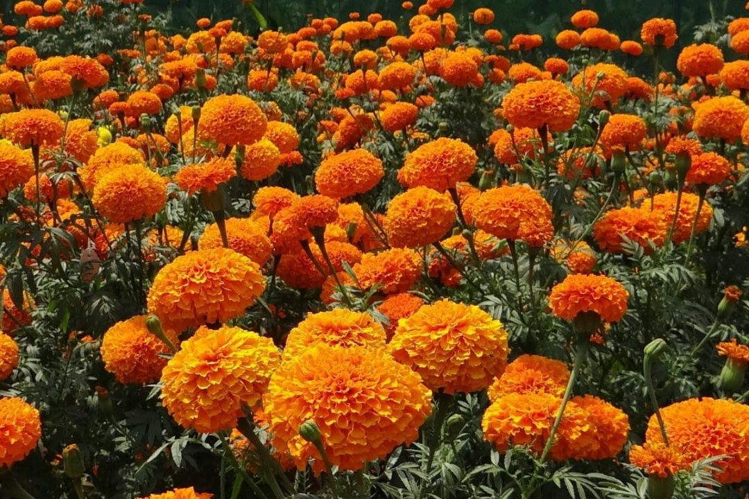 The Top 7 Flowers That Perfectly Capture Scorpio’s Intensity and Beauty ...