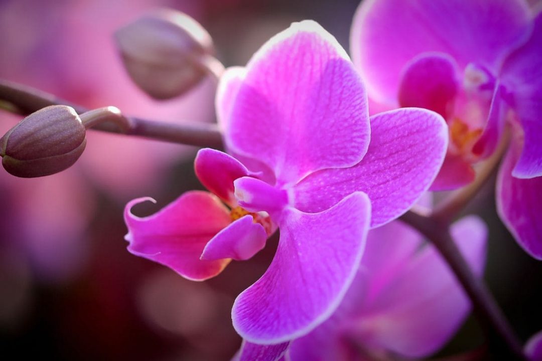 The Top 7 Flowers That Perfectly Capture Scorpio’s Intensity and Beauty ...