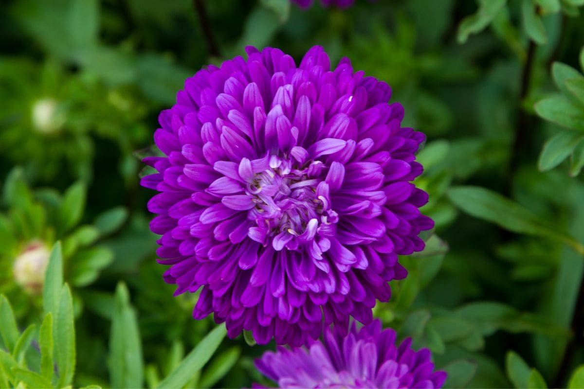 Flowers For Scorpio: The Best 7 Scorpio Birth Flowers - Plantisima