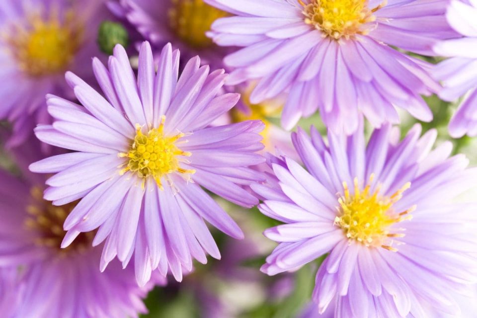 Flowers For Capricorn: 7 Blooms For The Best Earth Sign - Plantisima