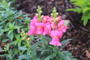 7 Beautiful Flowers to Honor and Celebrate Breast Cancer Survivors ...