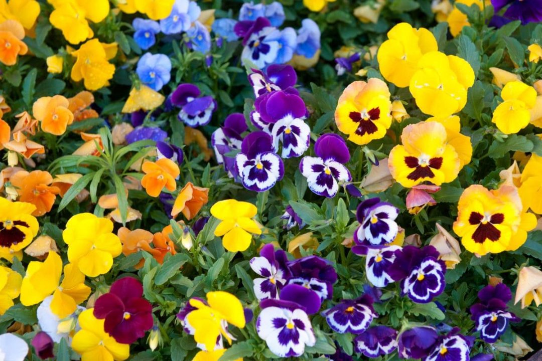 Flowers For Capricorn: 7 Blooms For The Best Earth Sign - Plantisima