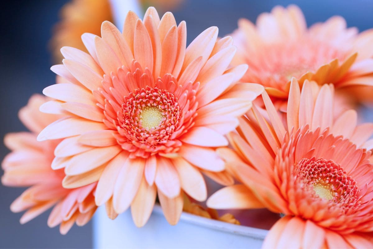 Win Her Heart with These 7 Charming Flowers on Your First Date