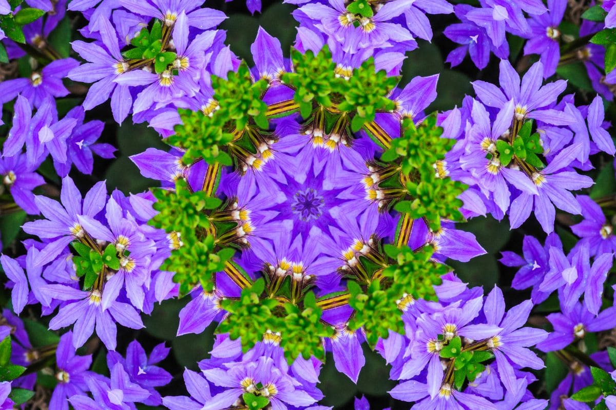 Spiritual Enlightenment In Mandala Flowers Meaning
