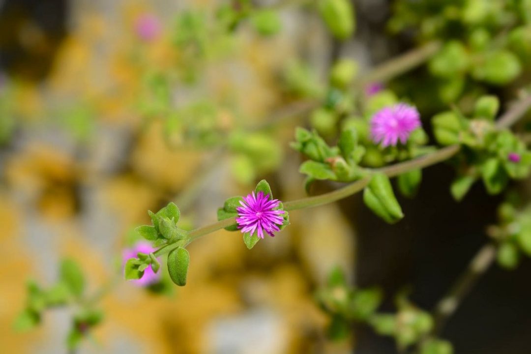 Everything You Need to Know About Baby Sun Rose Care - Plantisima