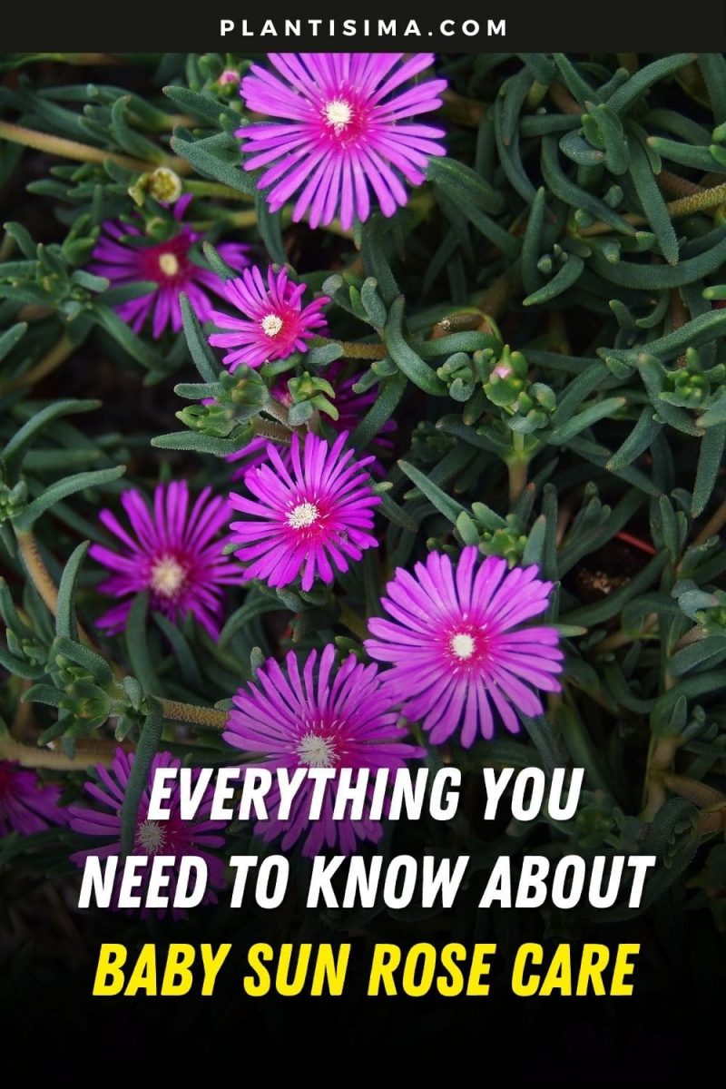 Everything You Need to Know About Baby Sun Rose Care - Plantisima