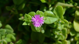 Everything You Need to Know About Baby Sun Rose Care - Plantisima