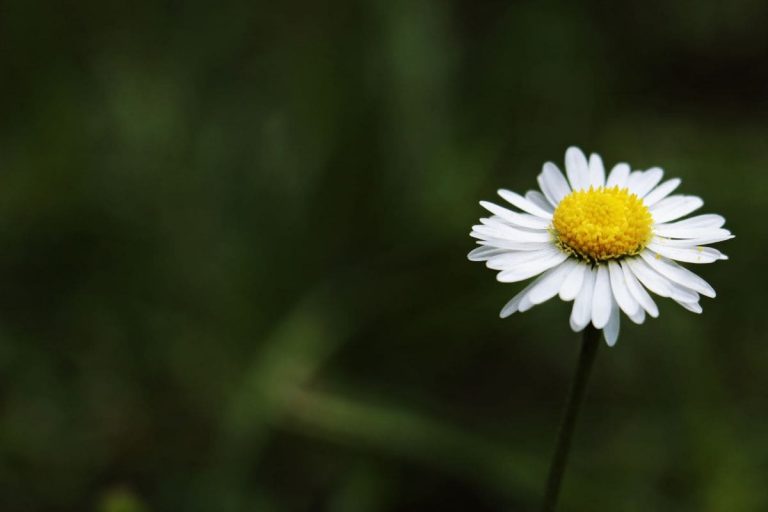 Celebrate the Beauty of Daisies with 71 Inspiring Quotes