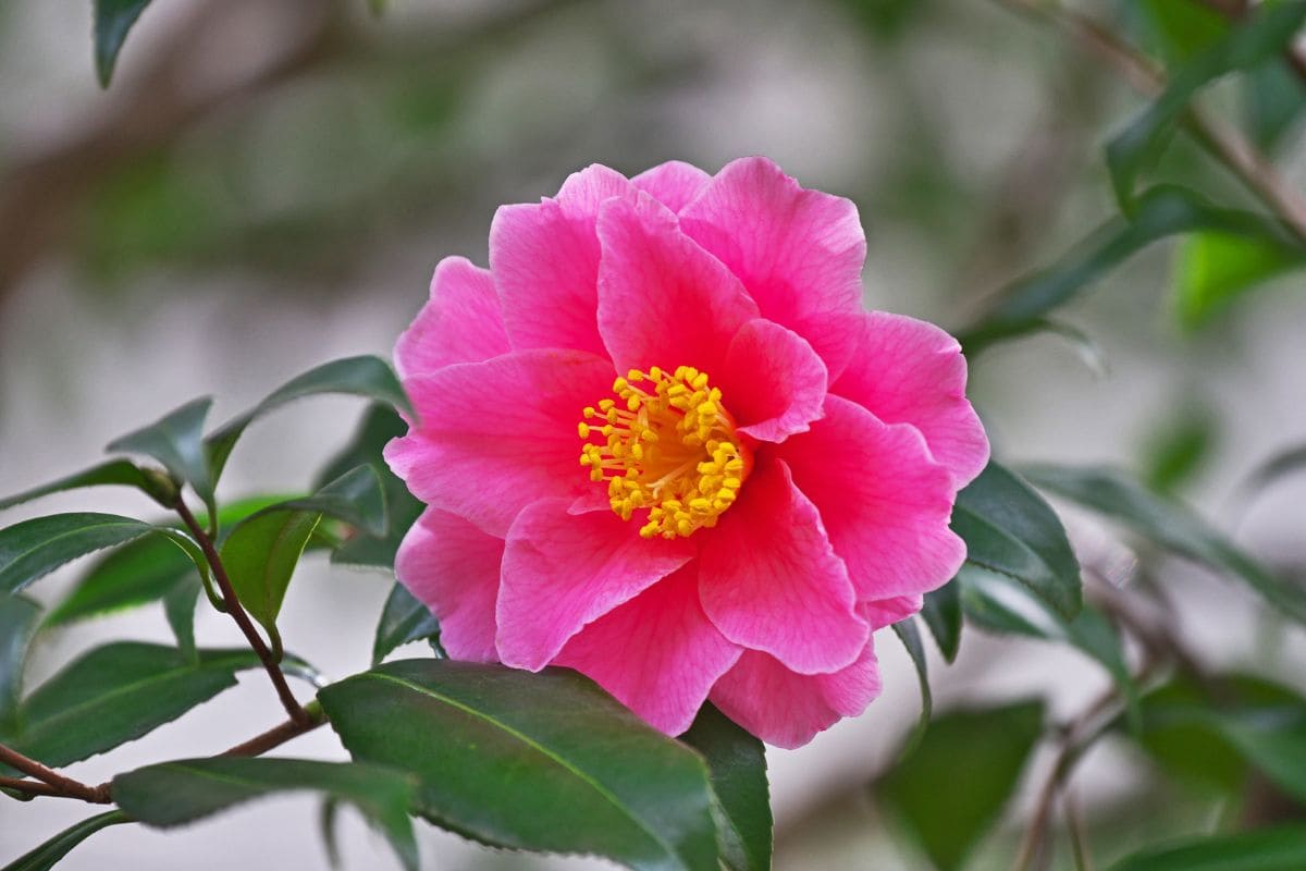 Camellia Japonica: Official Alabama State Flower - Plantisima