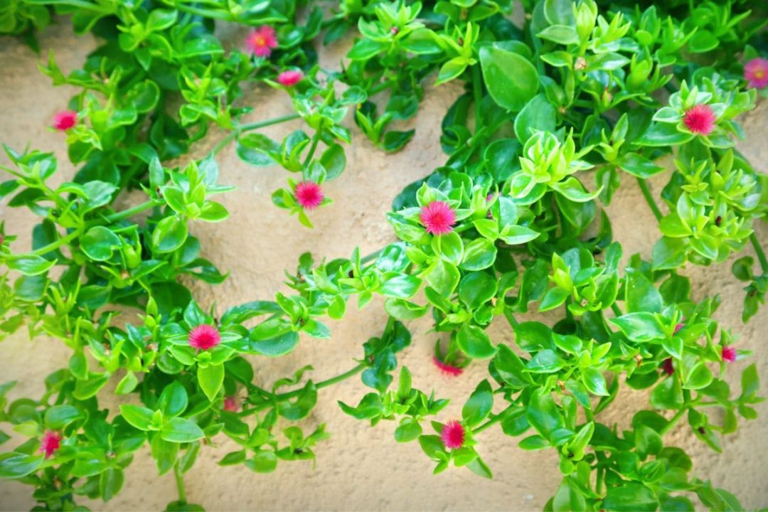 Everything You Need to Know About Baby Sun Rose Care - Plantisima