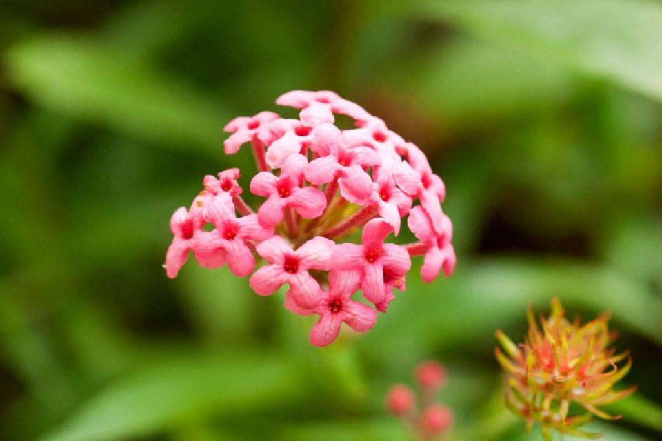 Panama Rose: The Best Care Guide Of Dark Pink Tubular Flowers - Plantisima